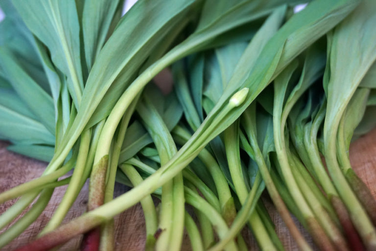 Черемша: польза и возможный вред для организма