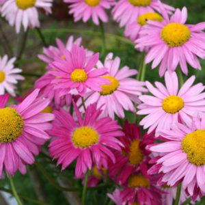 Очиток сжатый (седум компрессум): уход и размножение в домашних условиях